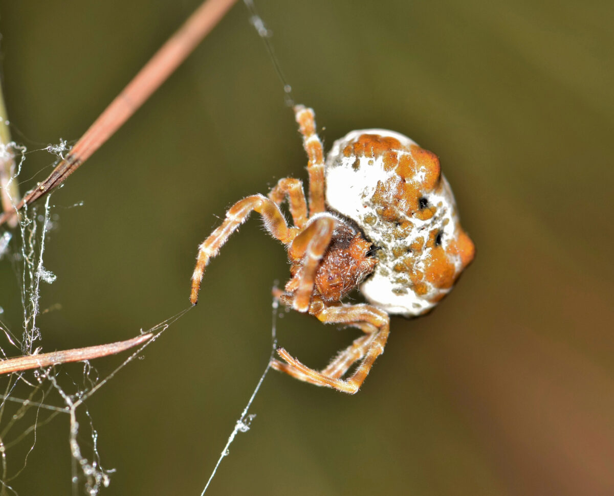 13 Animals That Create Beautiful Natural Structures