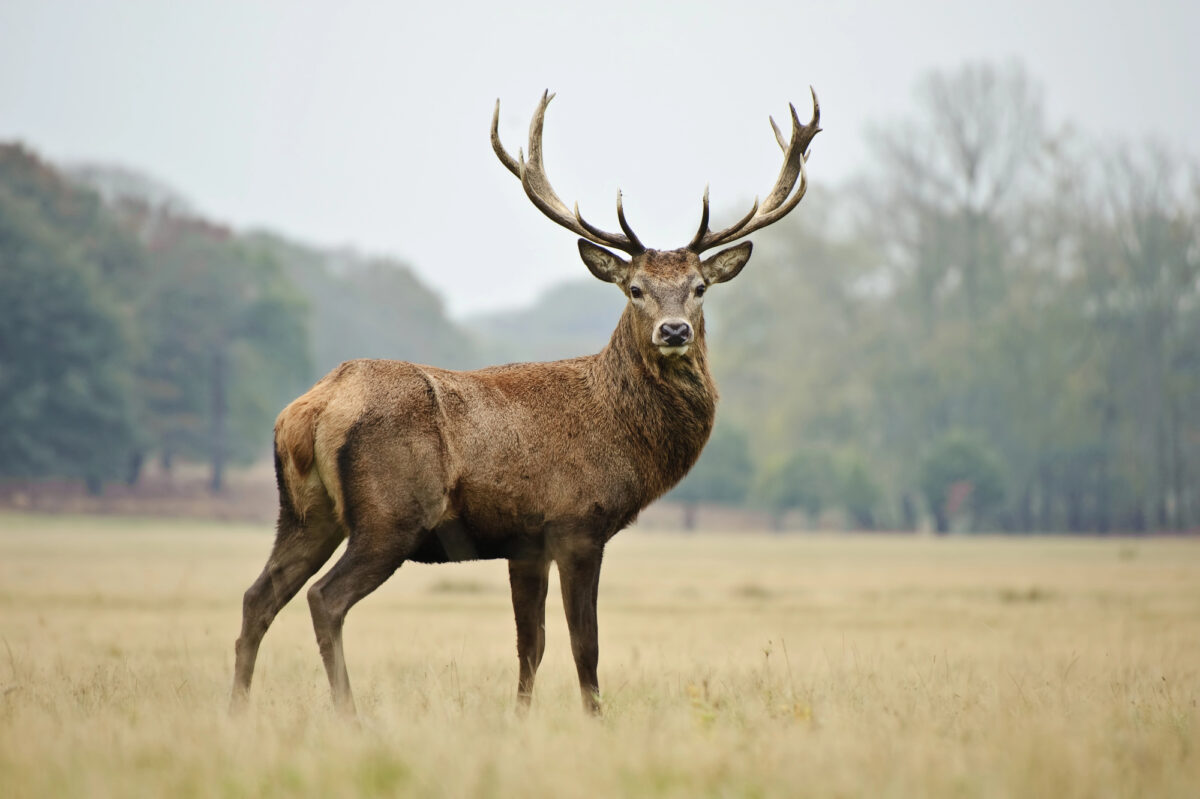 14 Animals That Can Regrow Lost Limbs