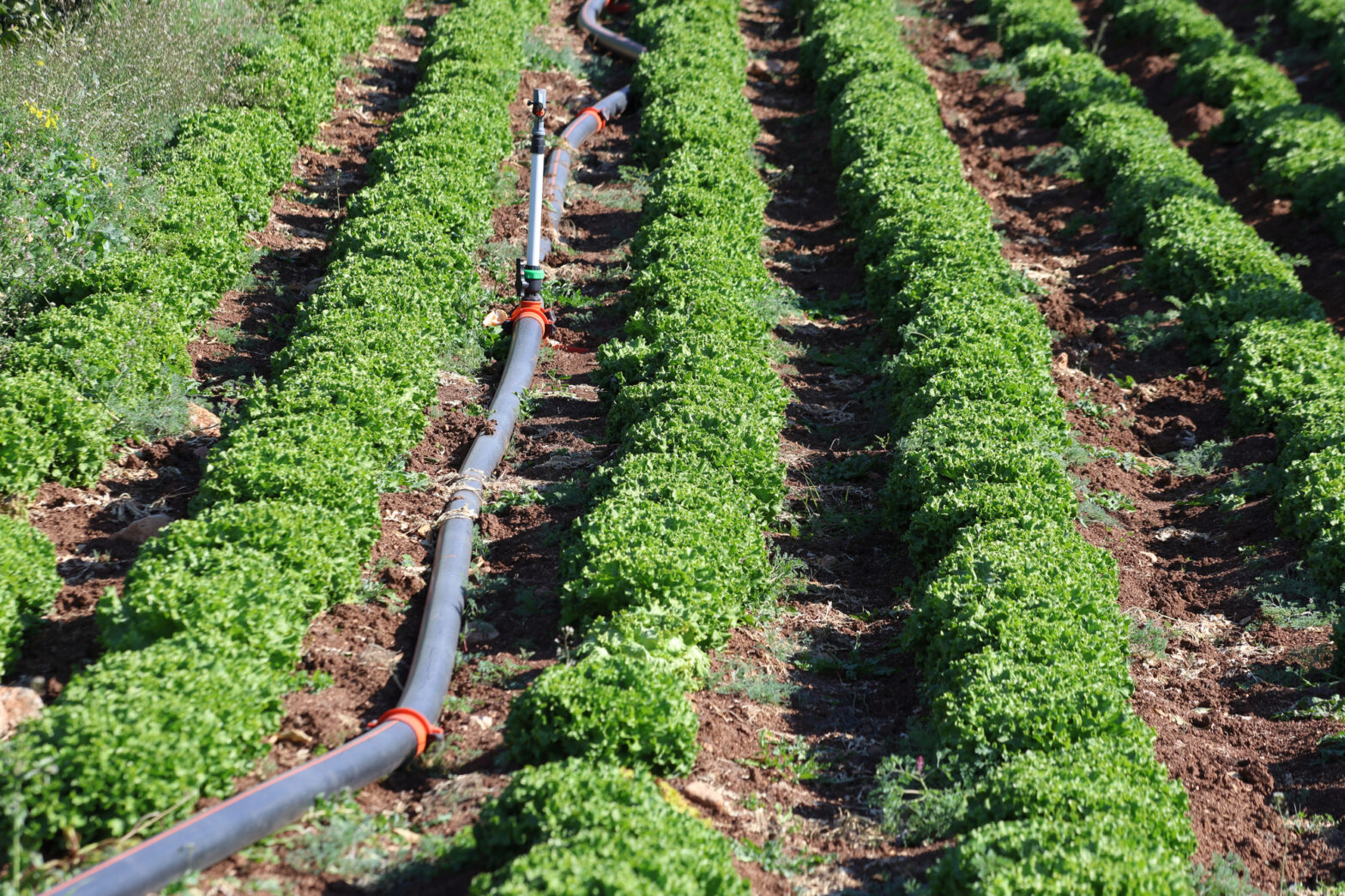 15 Ancient Agricultural Methods Still Used Today