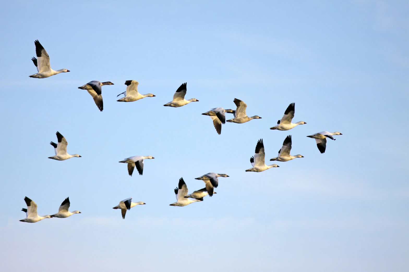 15 Animals That Navigate Using Earth's Magnetism