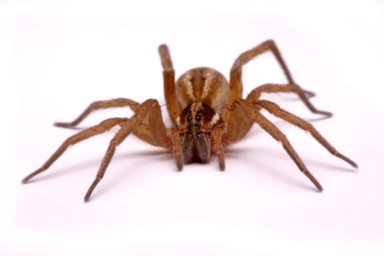 12 Animals That Build the Most Complex Structures