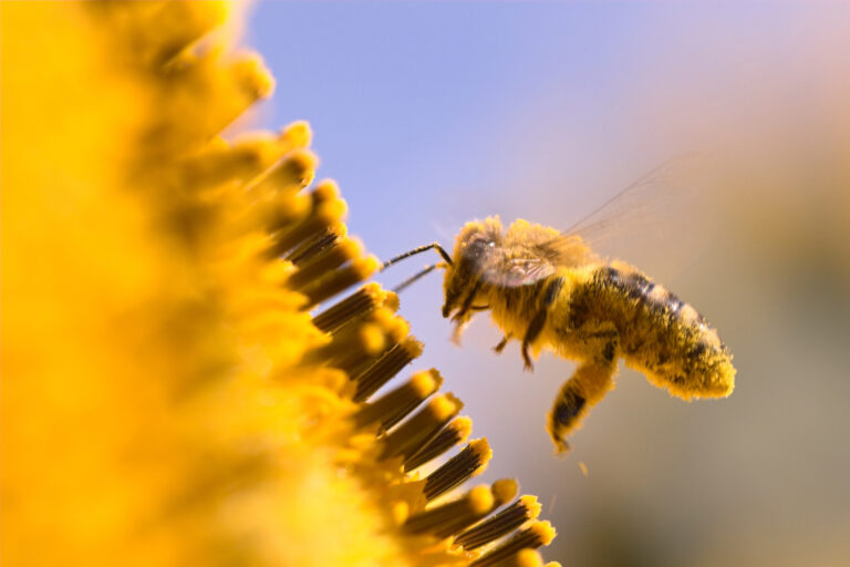 15 Animals That Navigate Using Earth's Magnetism