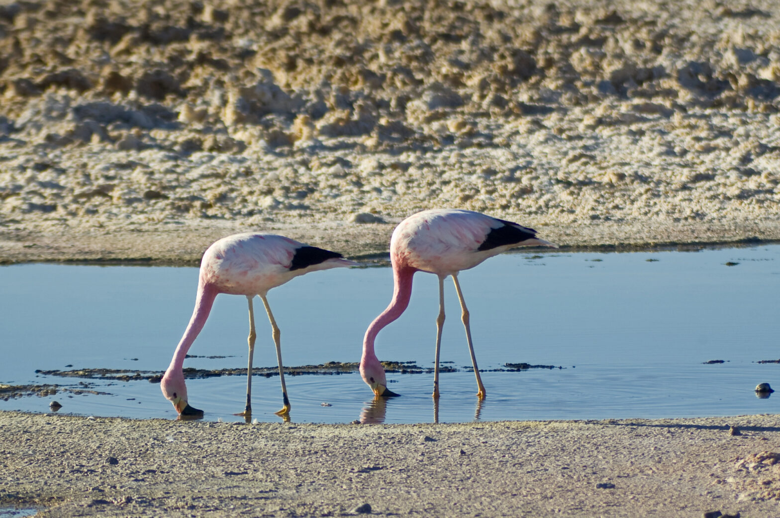 13 Animals That Live Near Volcanoes