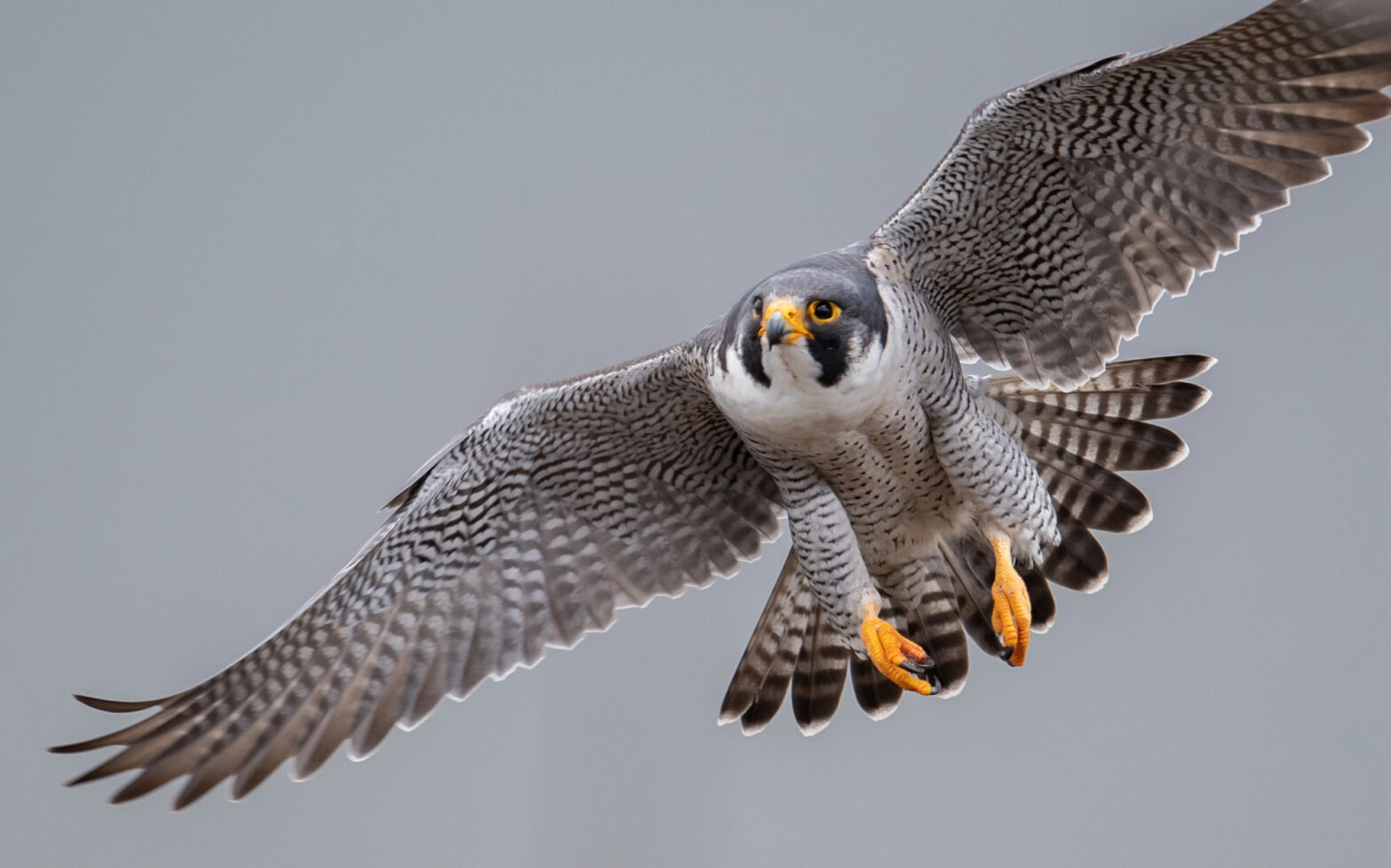 16 Birds That Use Celestial Navigation