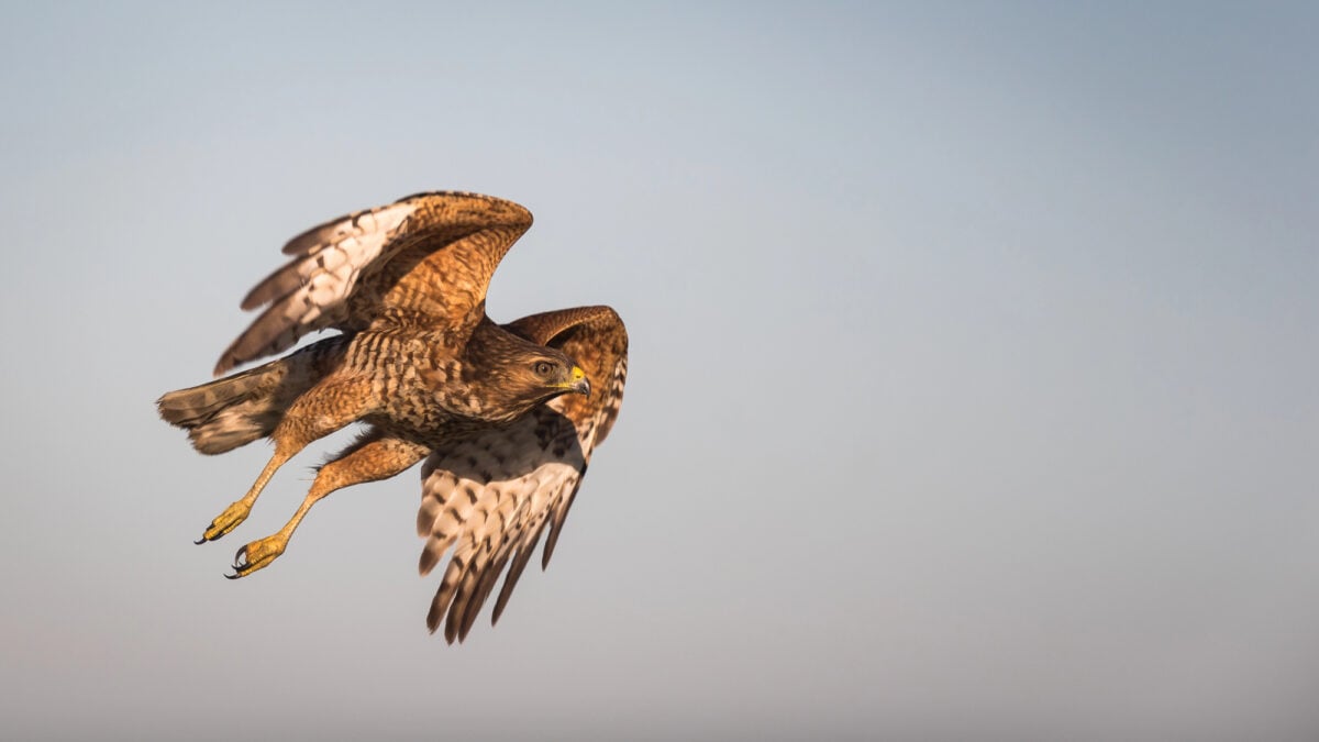 16 Birds That Use Celestial Navigation
