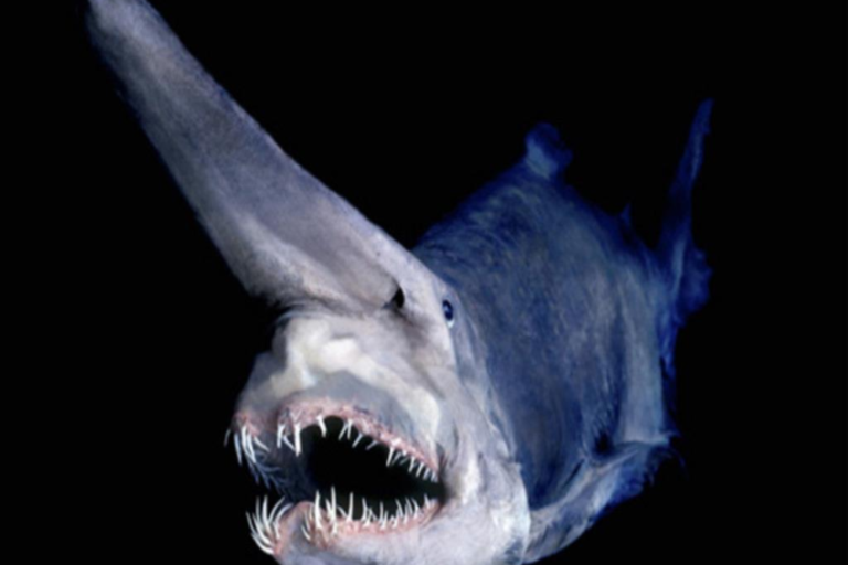 18 Strange Creatures Caught on Trail Cameras