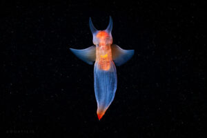 15 Animals That Can Change Their Body Shape