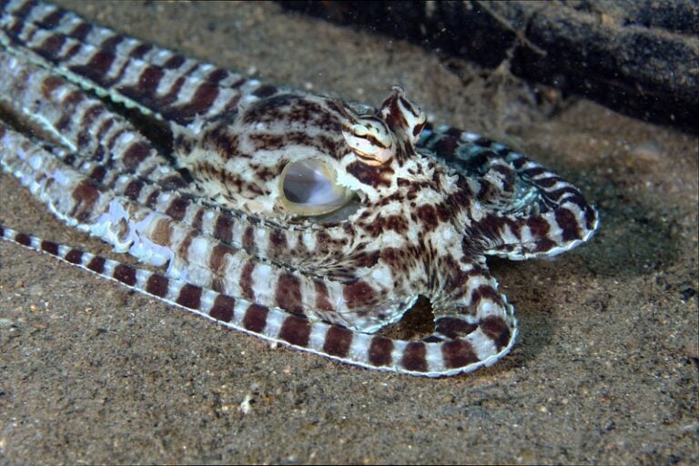 15 Animals That Can Change Their Body Shape