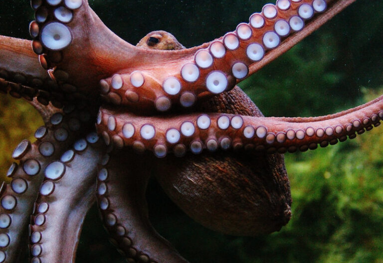 15 Animals That Can Change Their Body Shape