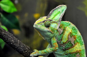 15 Animals That Can Change Their Body Shape