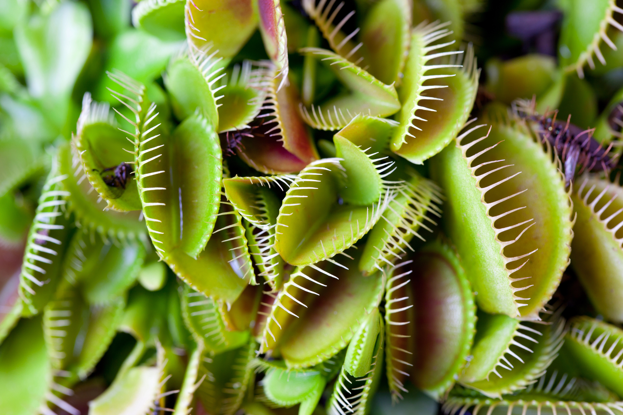 15 Plants that Eat Meat to Survive