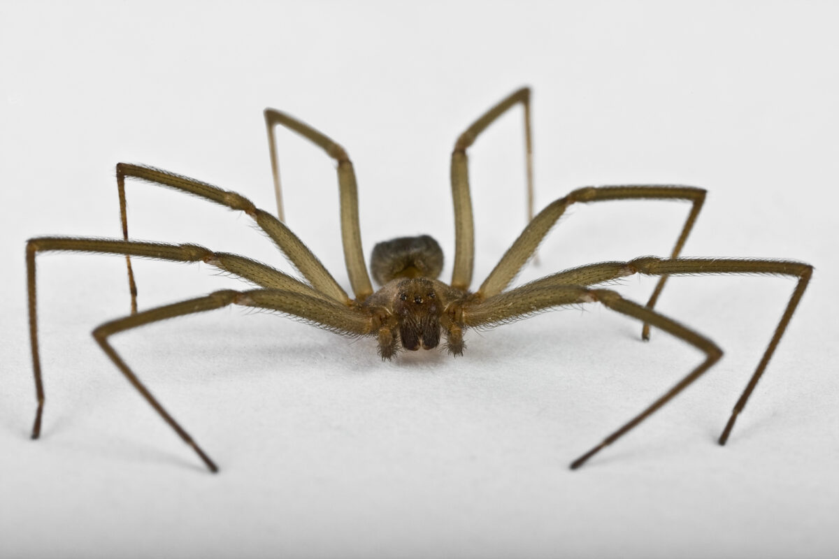 17 Deadliest Spiders And Their Venom Effects