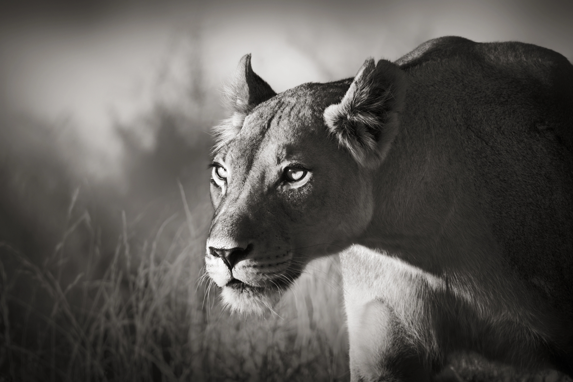 15 Hunting Tactics of Deadliest Predators