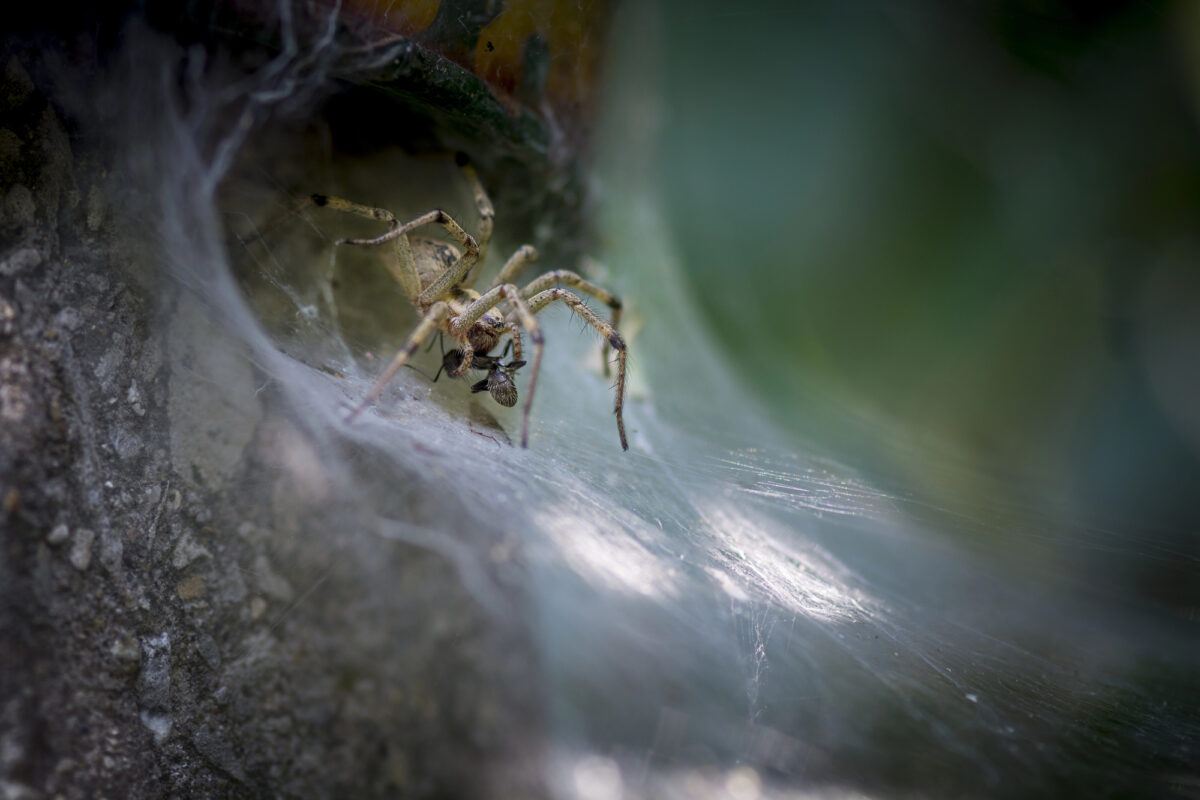 17 Deadliest Spiders And Their Venom Effects