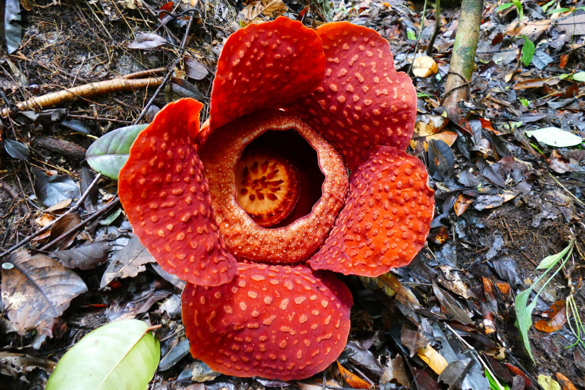 17 Corpse Flower Facts About Its Foul Bloom