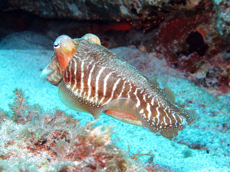15 Animals That Can Change Their Body Shape