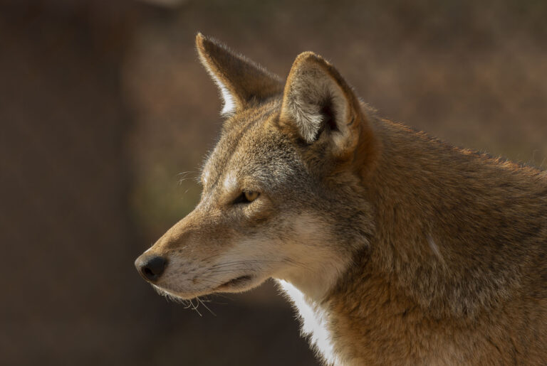 15 Strange Animal Hybrids You Didn't Know Existed