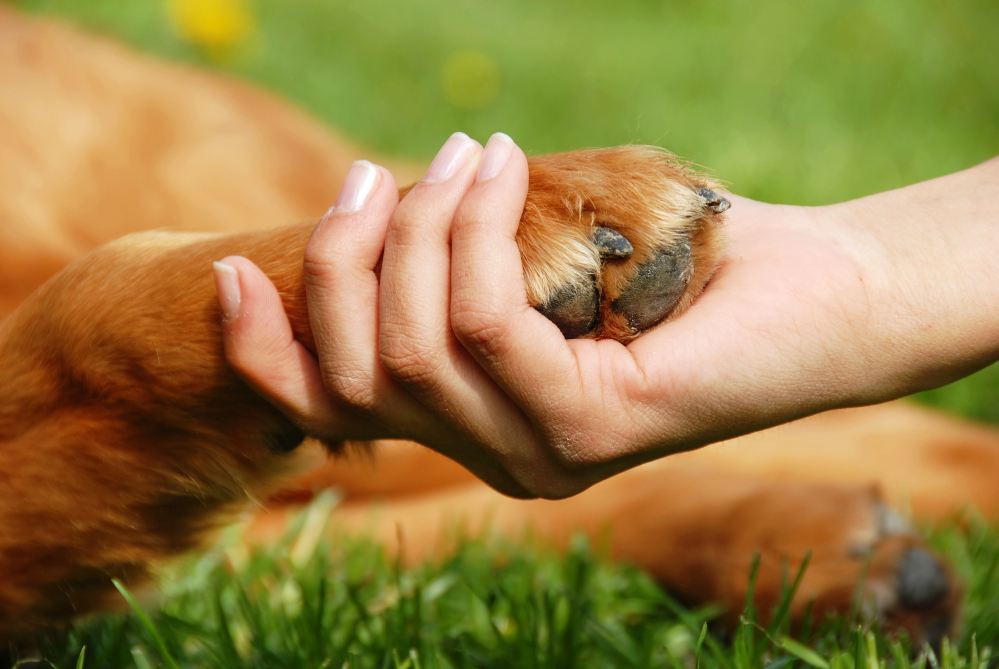17 Pets Who Became Heroes In Real Life