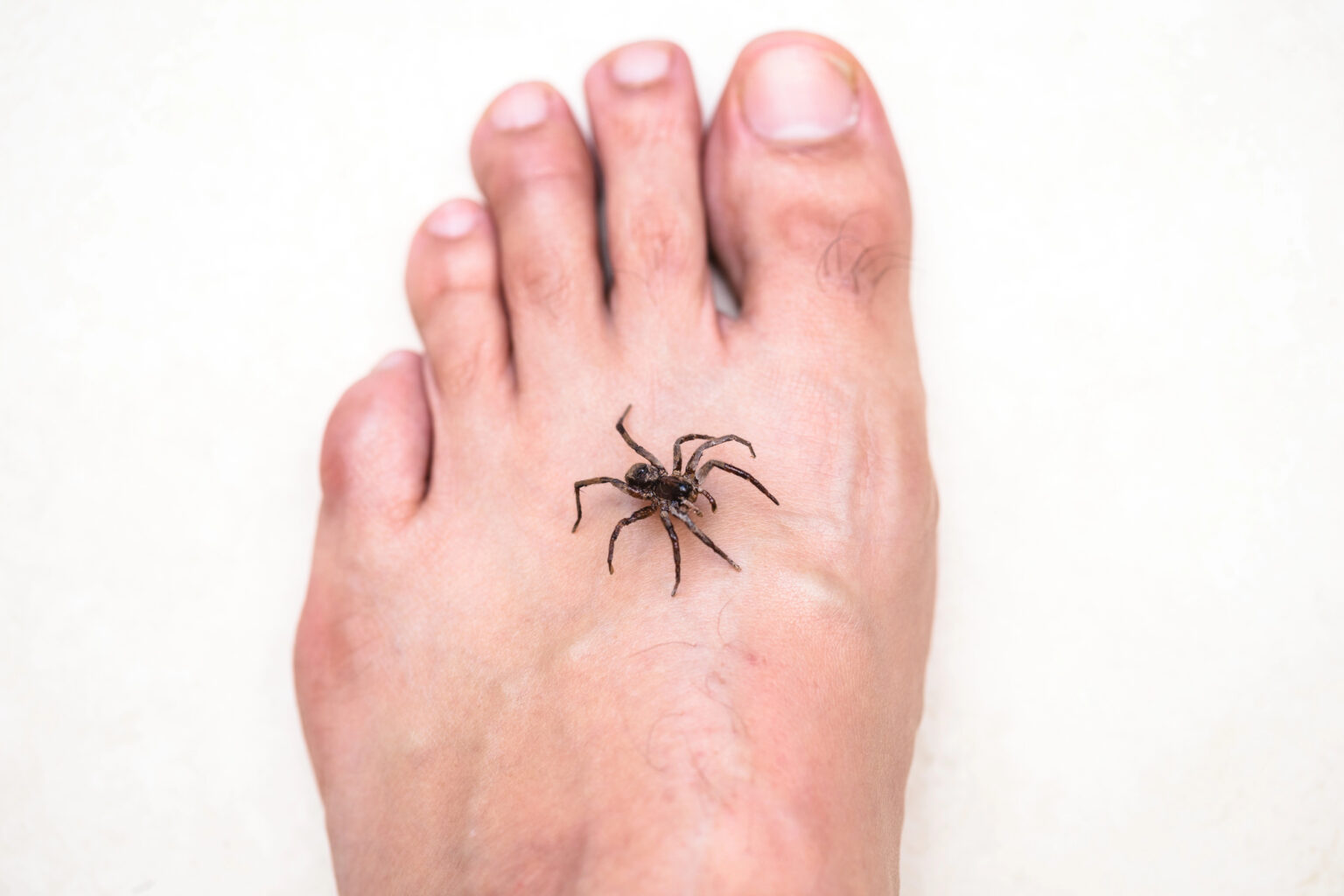 17 Deadliest Spiders And Their Venom Effects