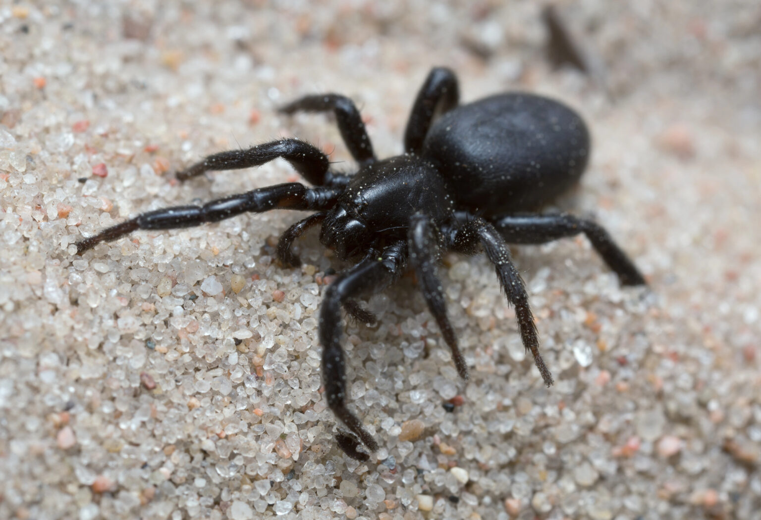 17 Deadliest Spiders And Their Venom Effects