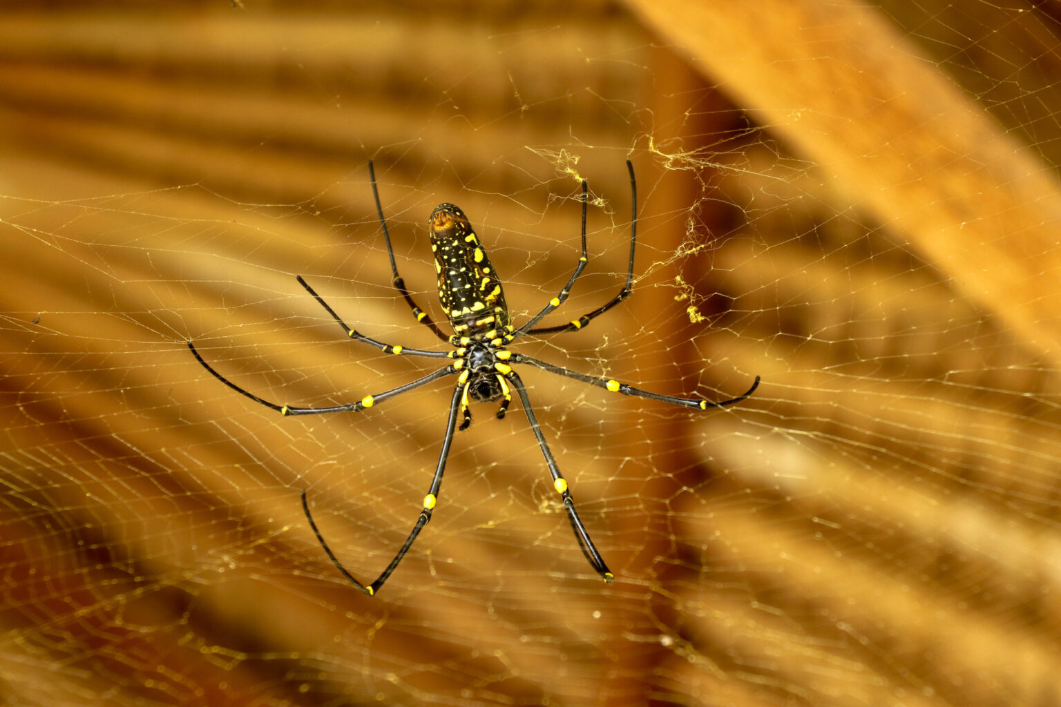 17 Deadliest Spiders And Their Venom Effects