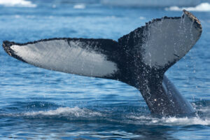 15 Strange Animal Hybrids You Didn't Know Existed