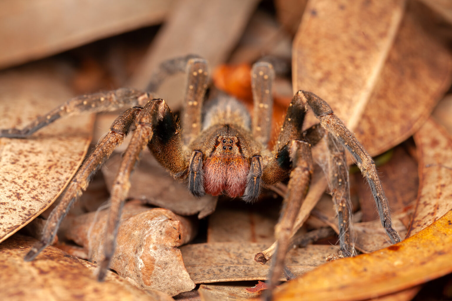 17 Deadliest Spiders And Their Venom Effects