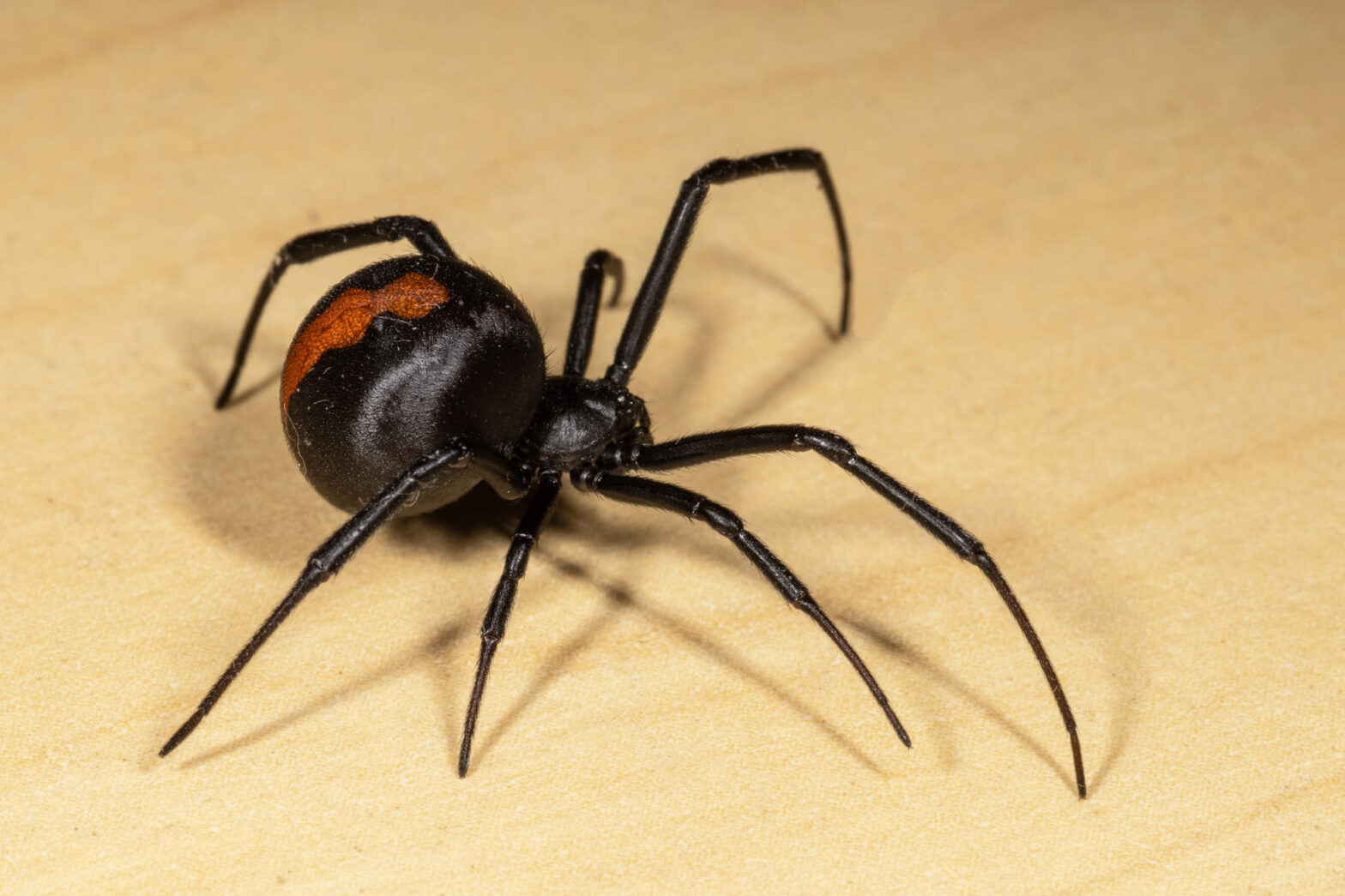 17 Deadliest Spiders And Their Venom Effects