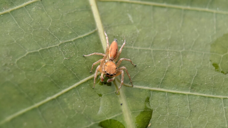 17 Deadliest Spiders And Their Venom Effects