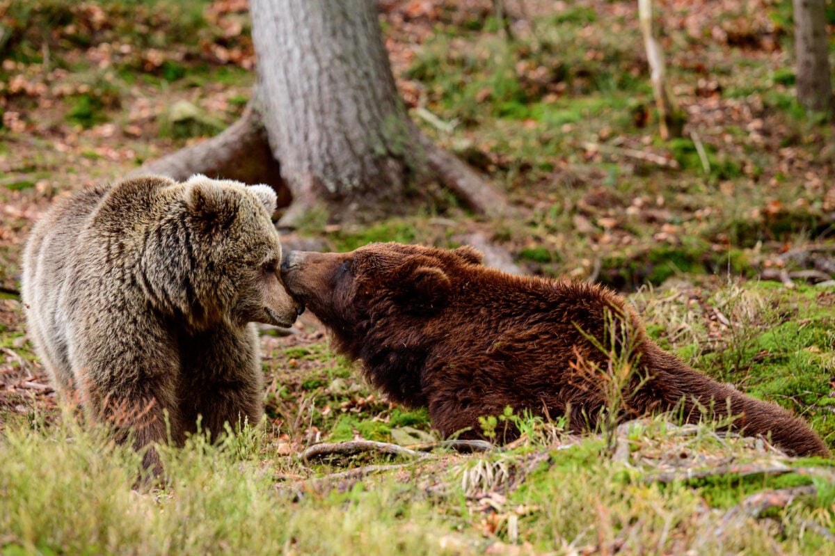 18 Fascinating Facts About Bears