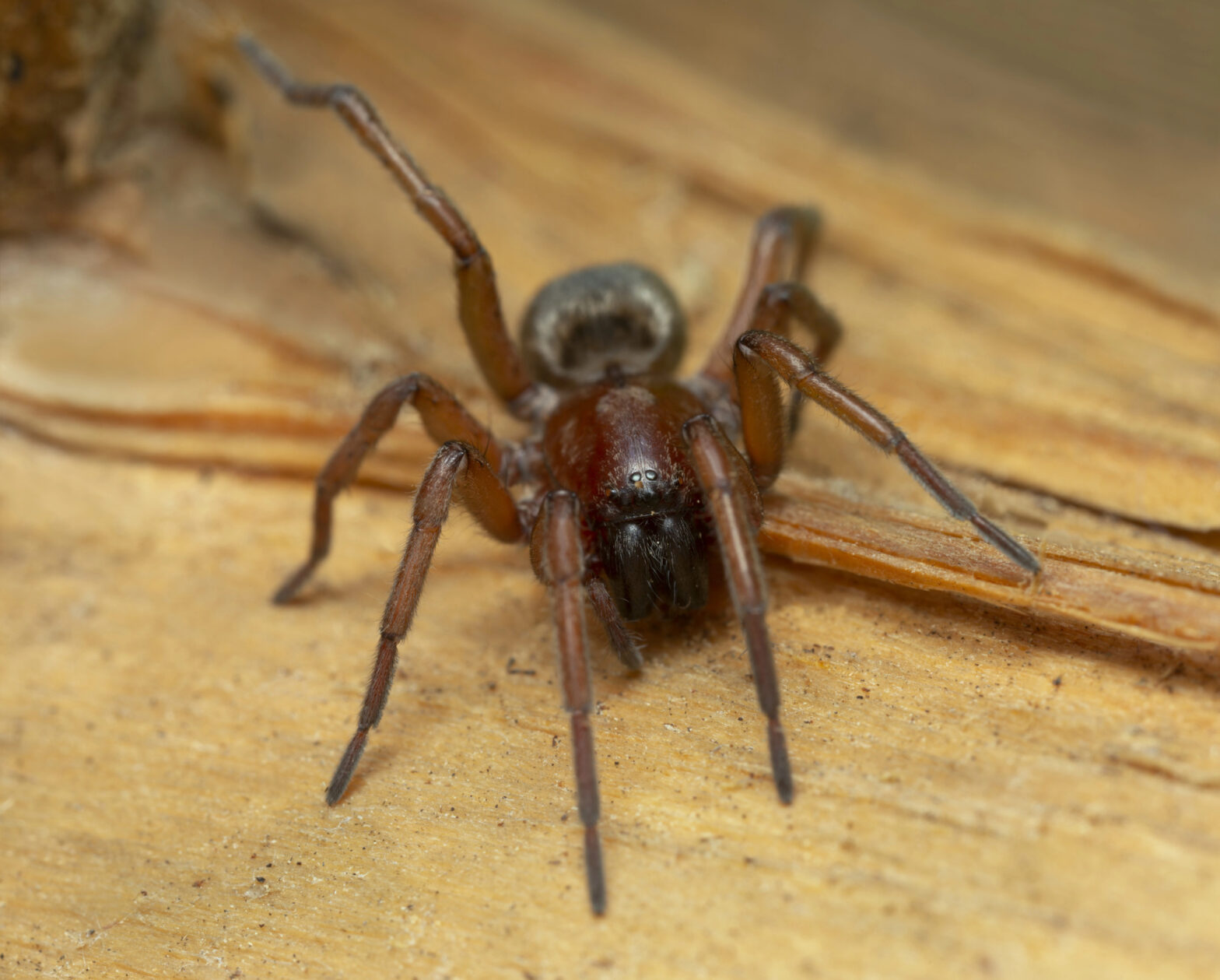 17 Deadliest Spiders And Their Venom Effects