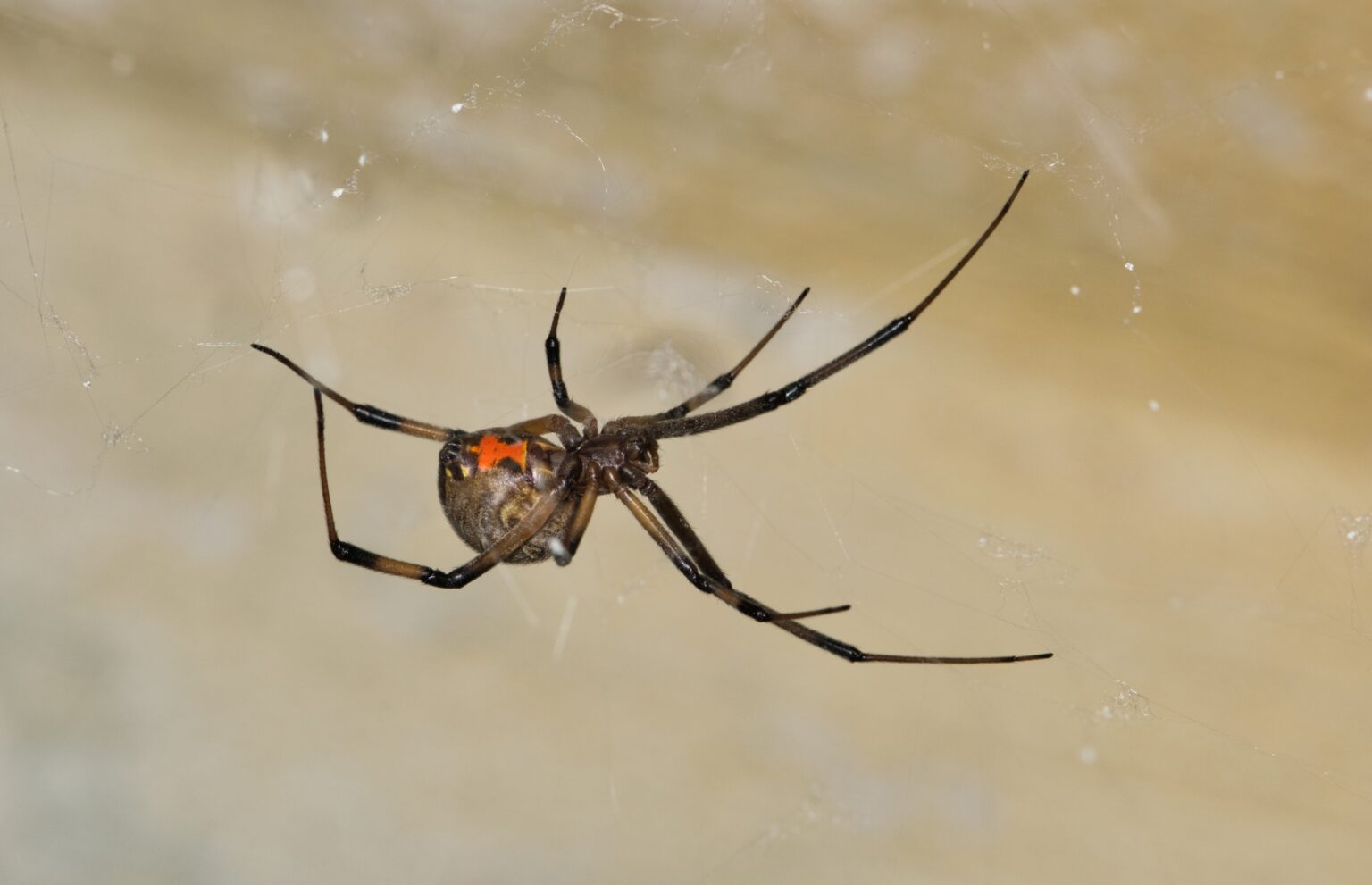 17 Deadliest Spiders And Their Venom Effects