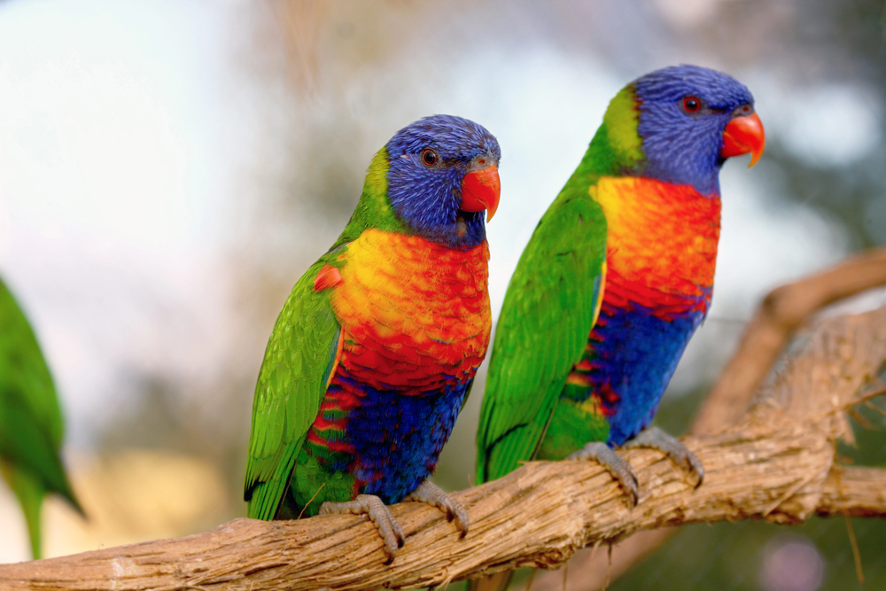 15 Most Colorful Birds in the World