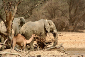 17 Times Animals Were Used In Combat