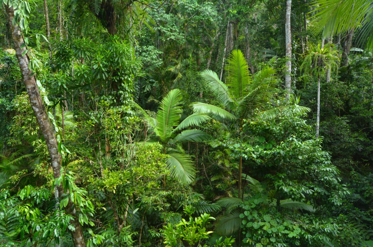 The 12 Largest Forests in the World