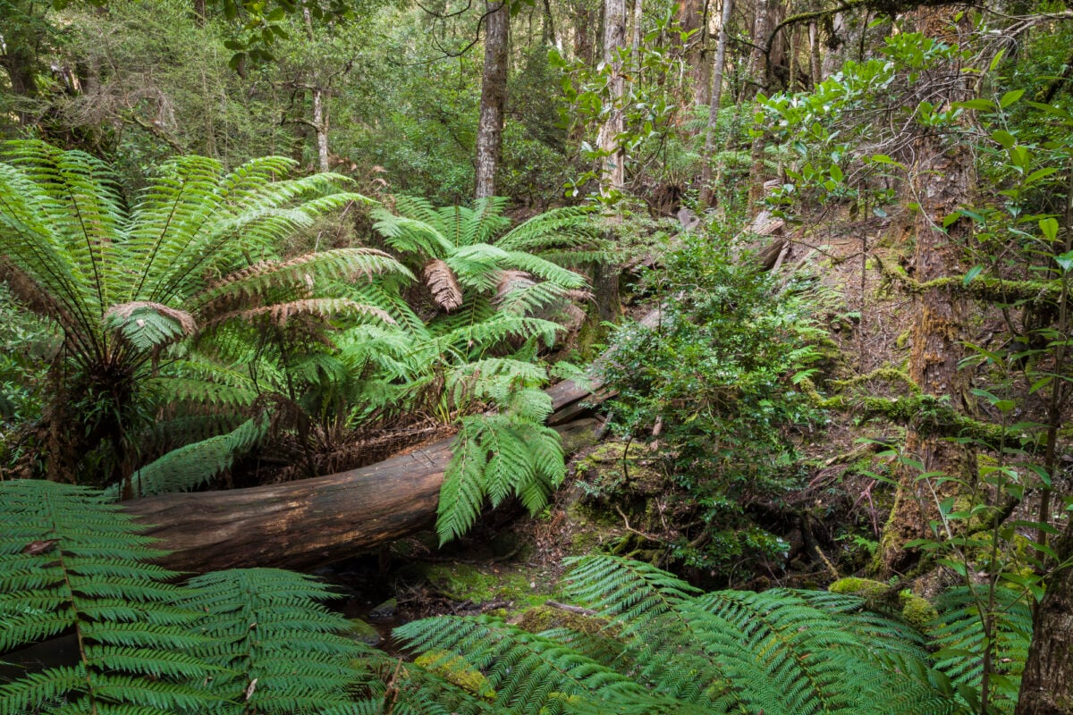 The 12 Largest Forests in the World