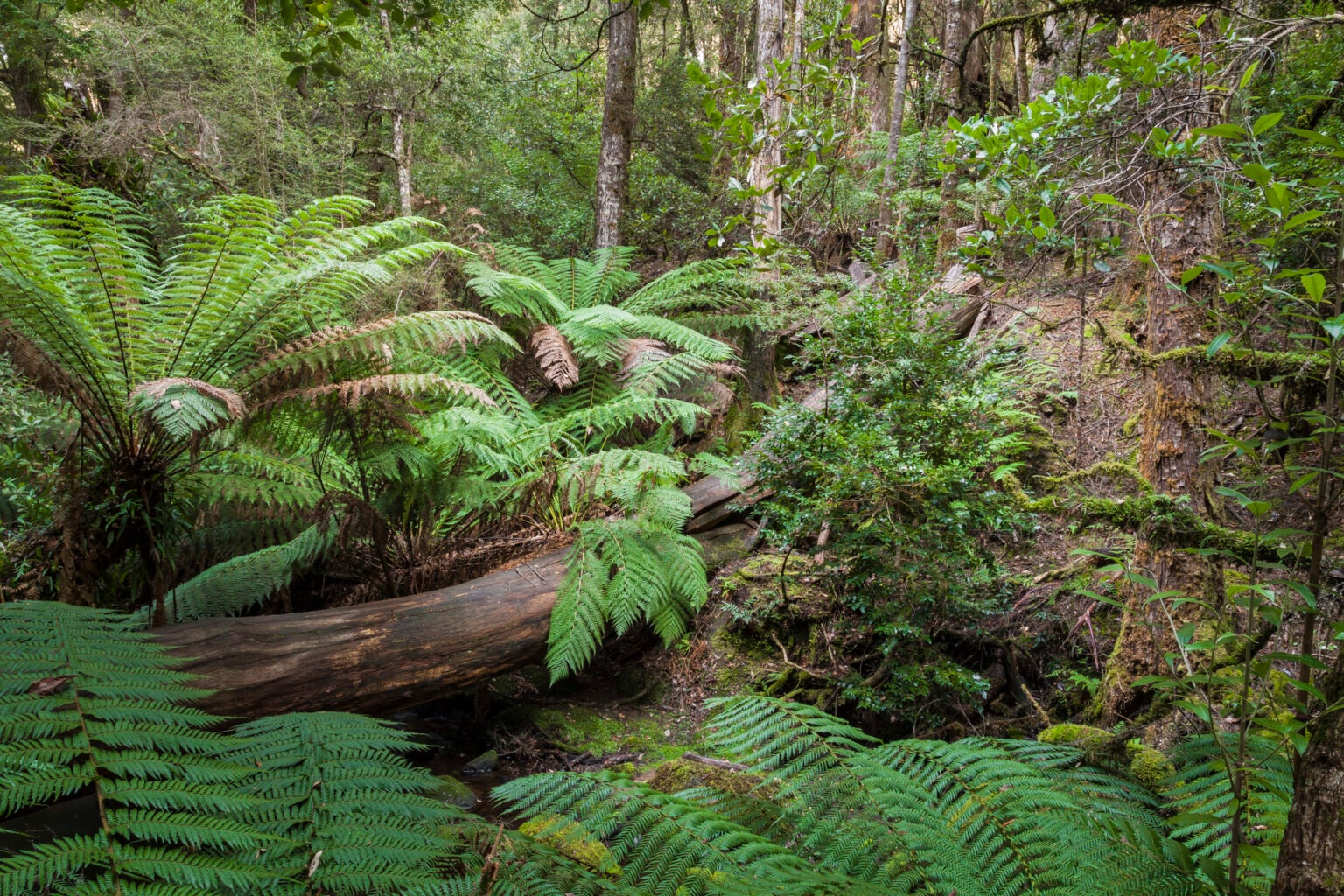 The 12 Largest Forests in the World