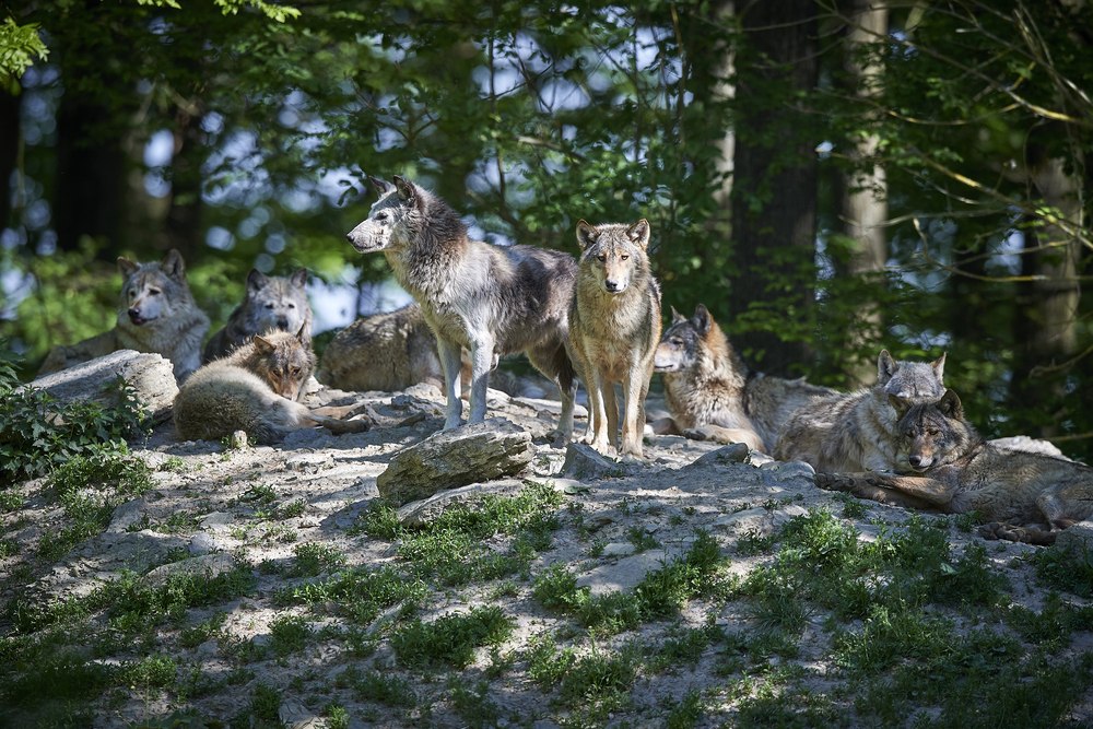 15 Surprising Facts About Wolf Packs