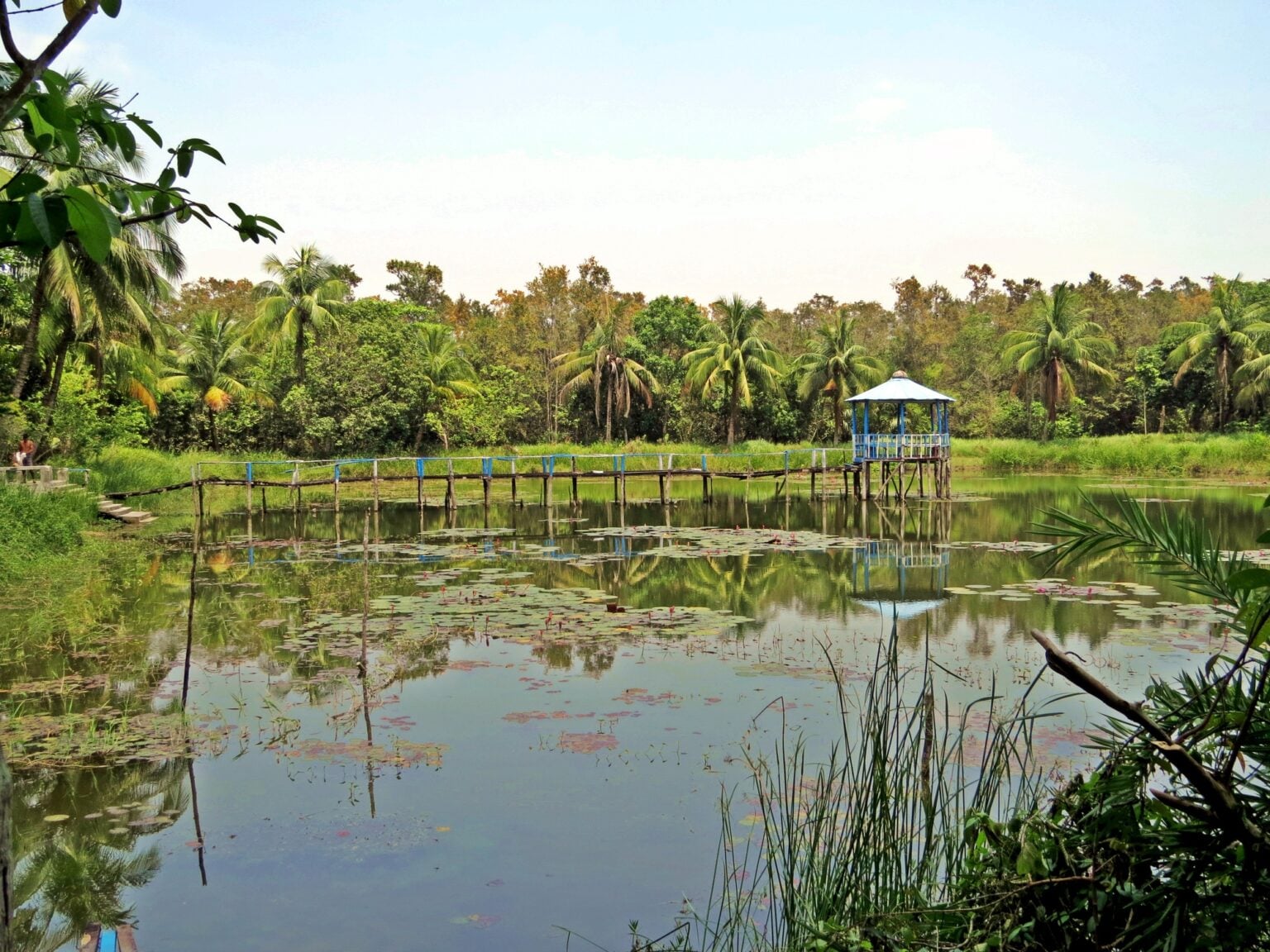 The 12 Largest Forests in the World