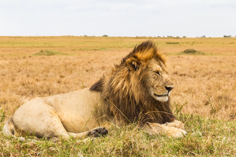 World Lion Day: 17 Mind-Blowing Lion Facts That Showcase Nature's ...