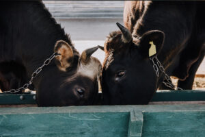 15 reasons why cows have best friends in herds