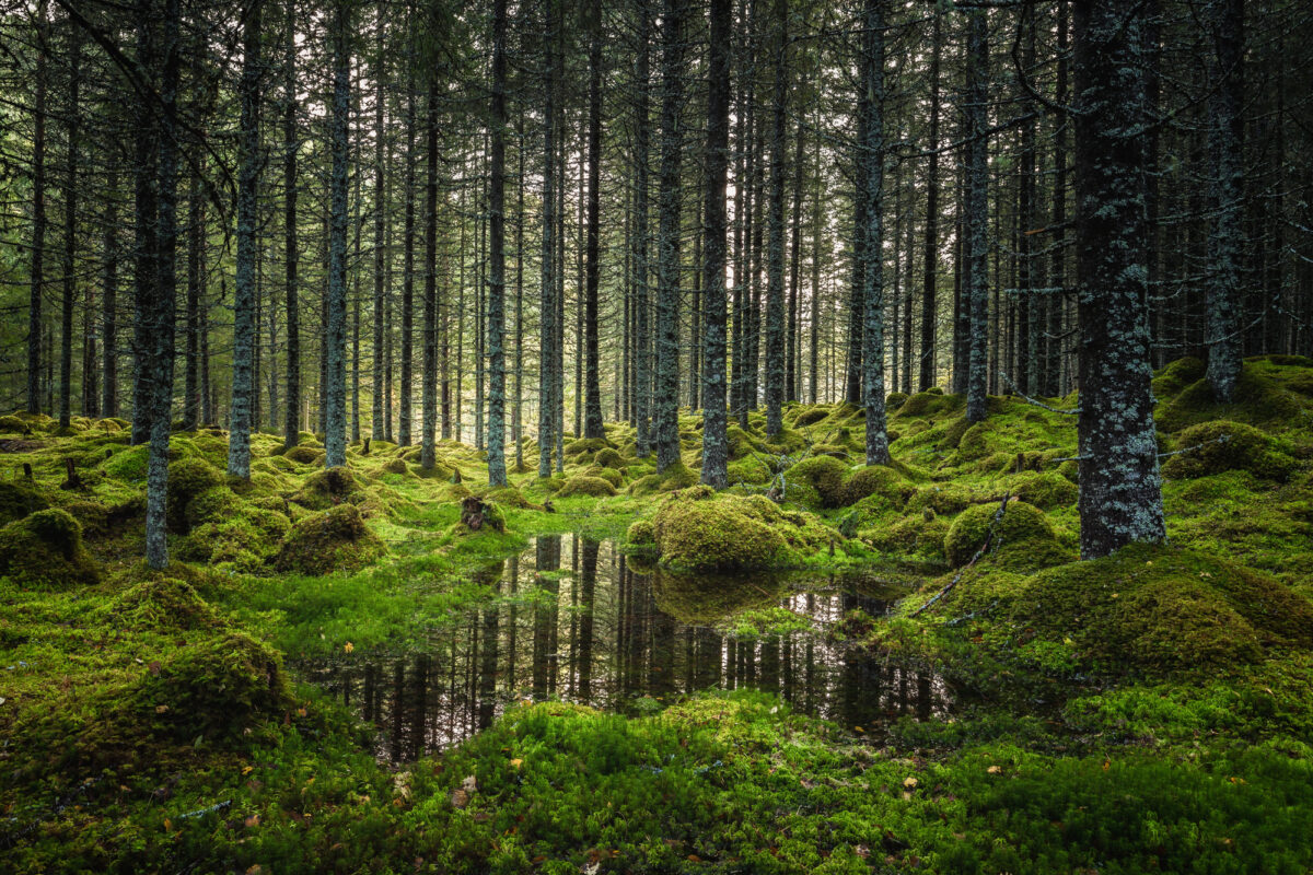 The 12 Largest Forests in the World