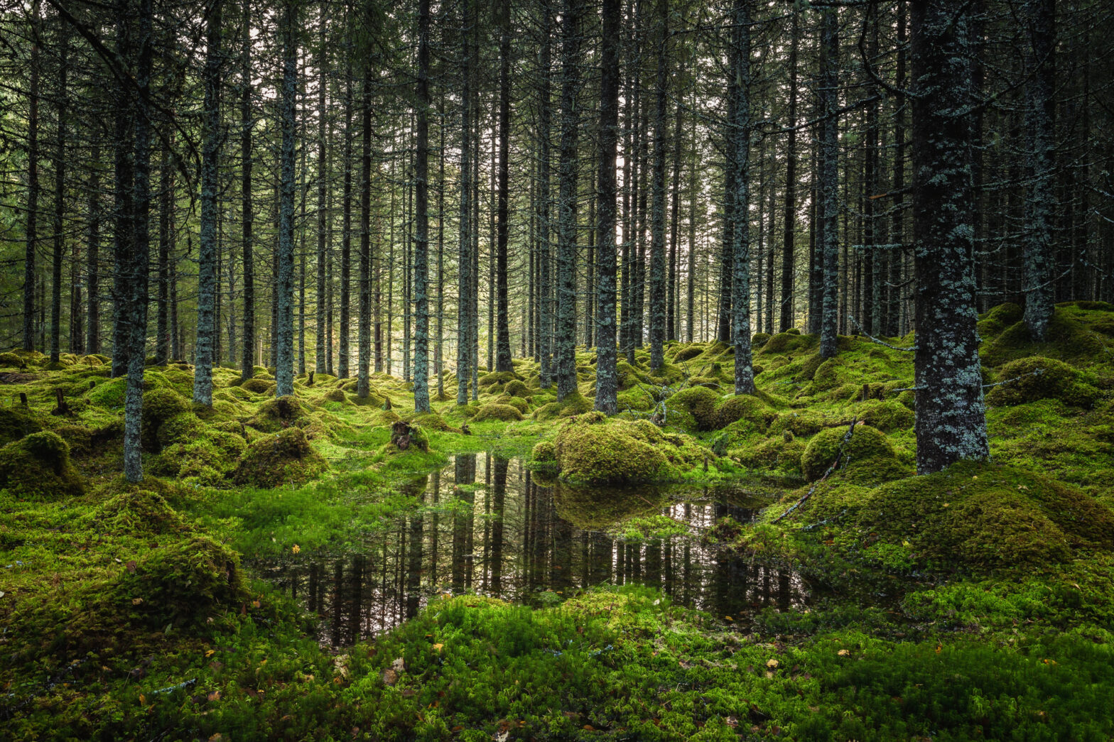 The 12 Largest Forests in the World