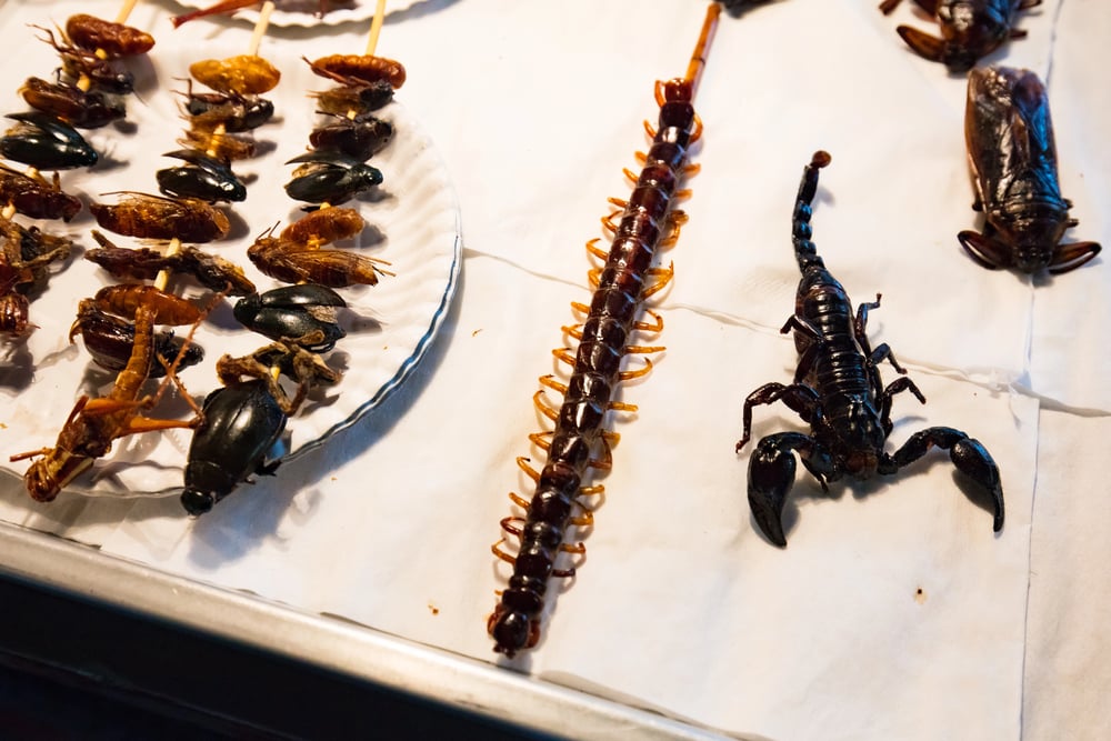 15 Strangest Edible Insects People Eat