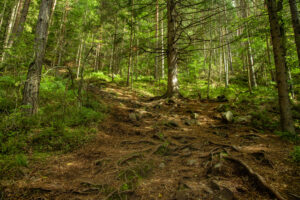 The 12 Largest Forests in the World