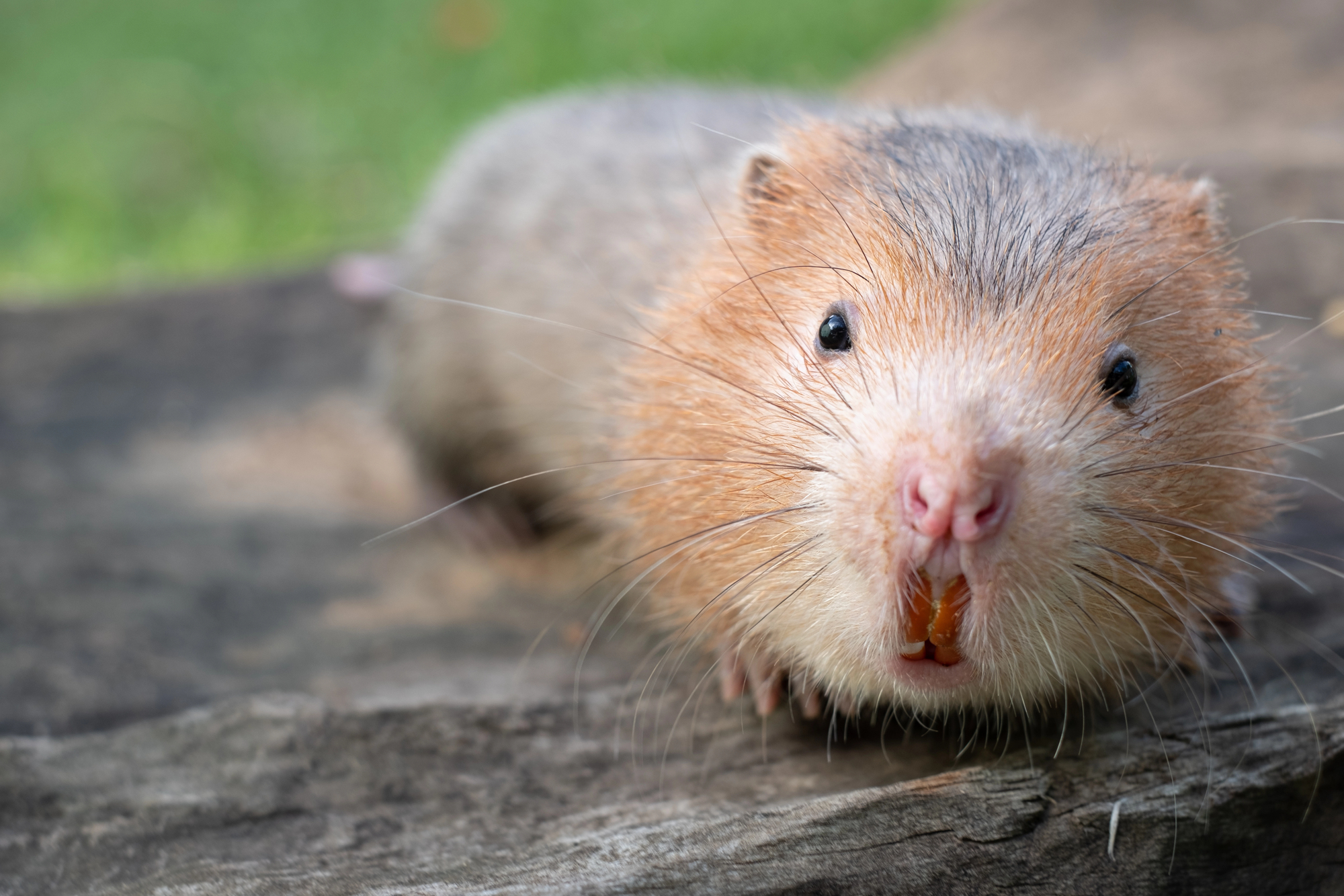 9 Ugliest Animals in the World