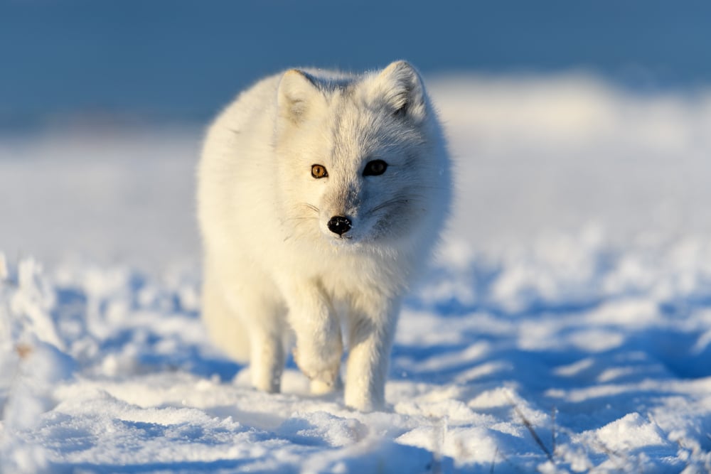 16 formidable Arctic animals