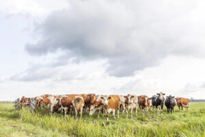 15 reasons why cows have best friends in herds