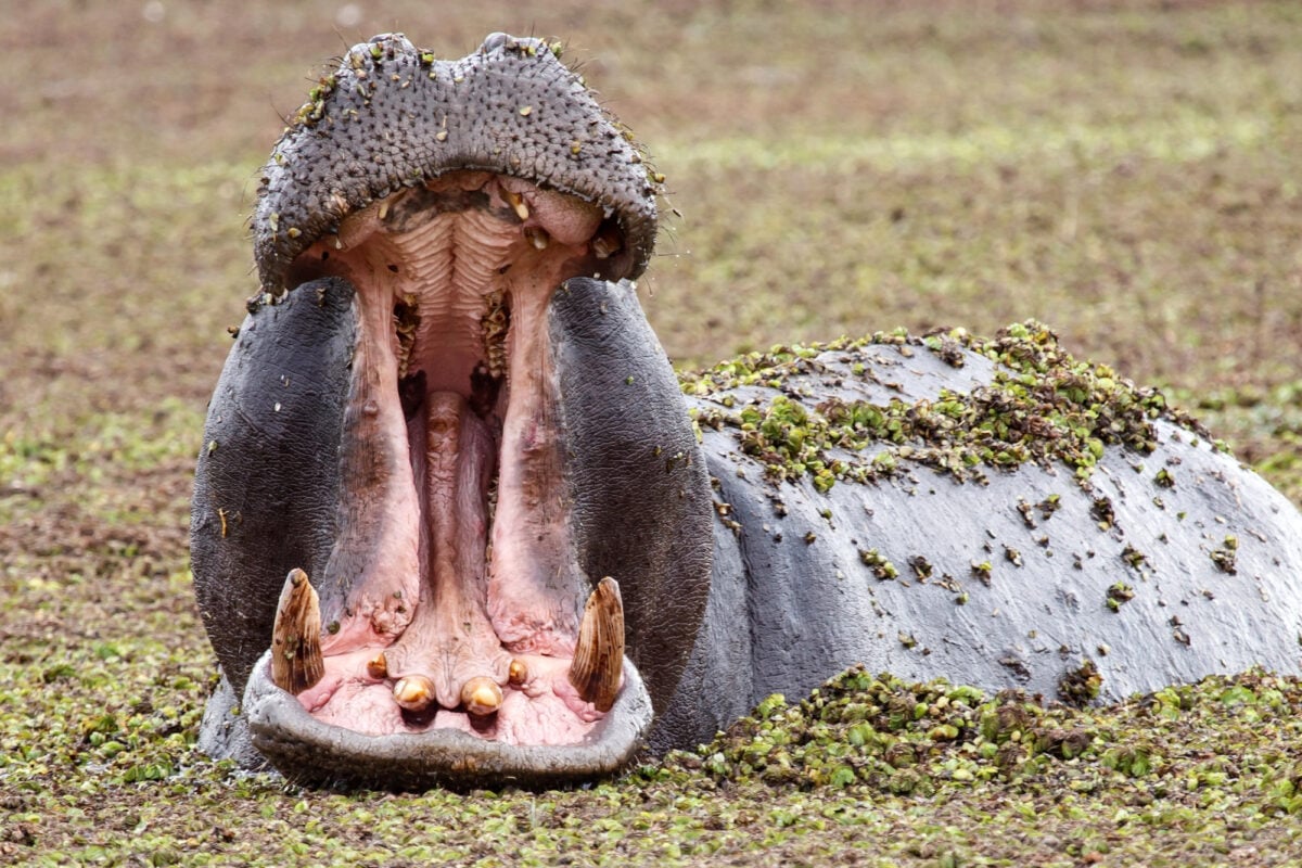 17 Animals With The Strongest Bite