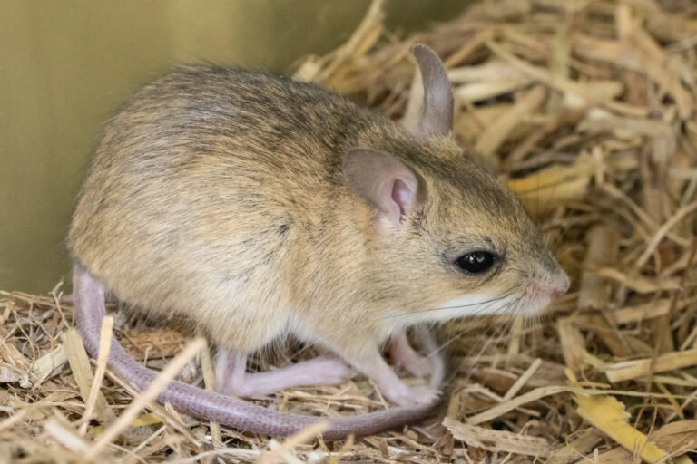 16 species only found in the Australian Outback